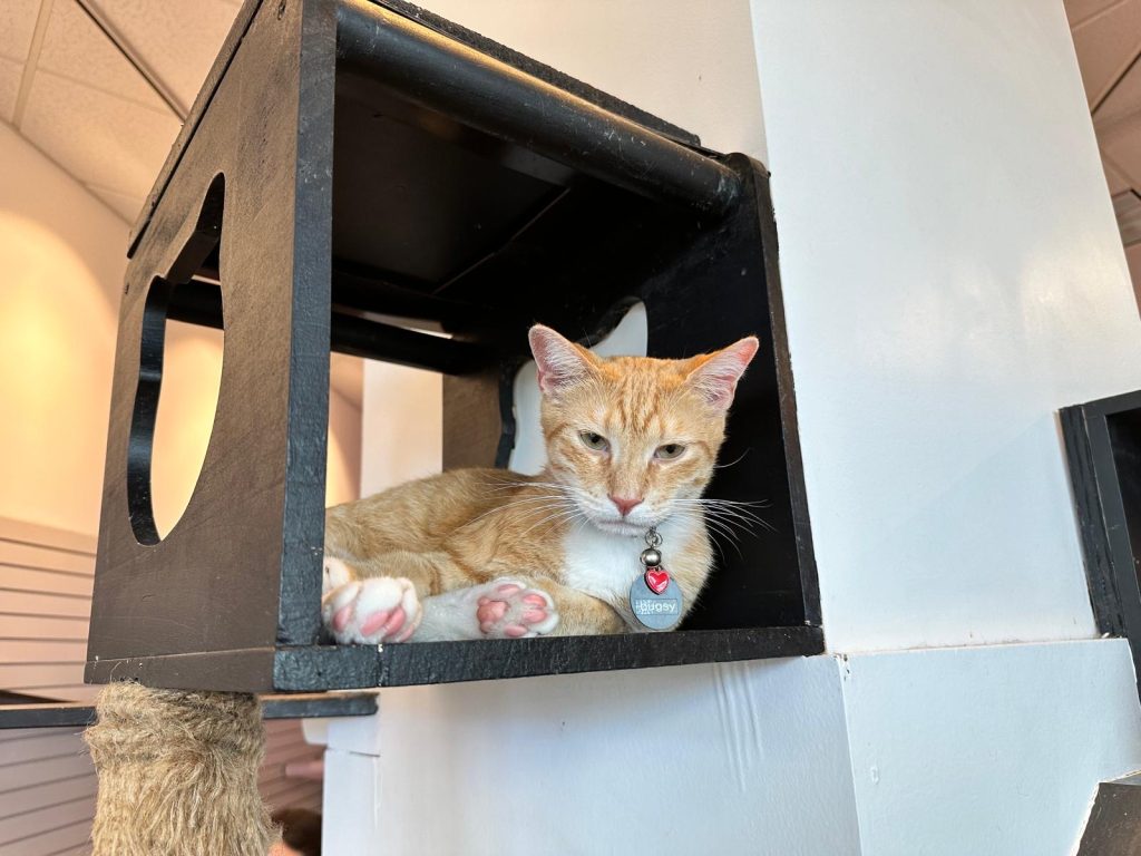 Maui cat cafe – Paul & Aimi's Worldwide Adventure